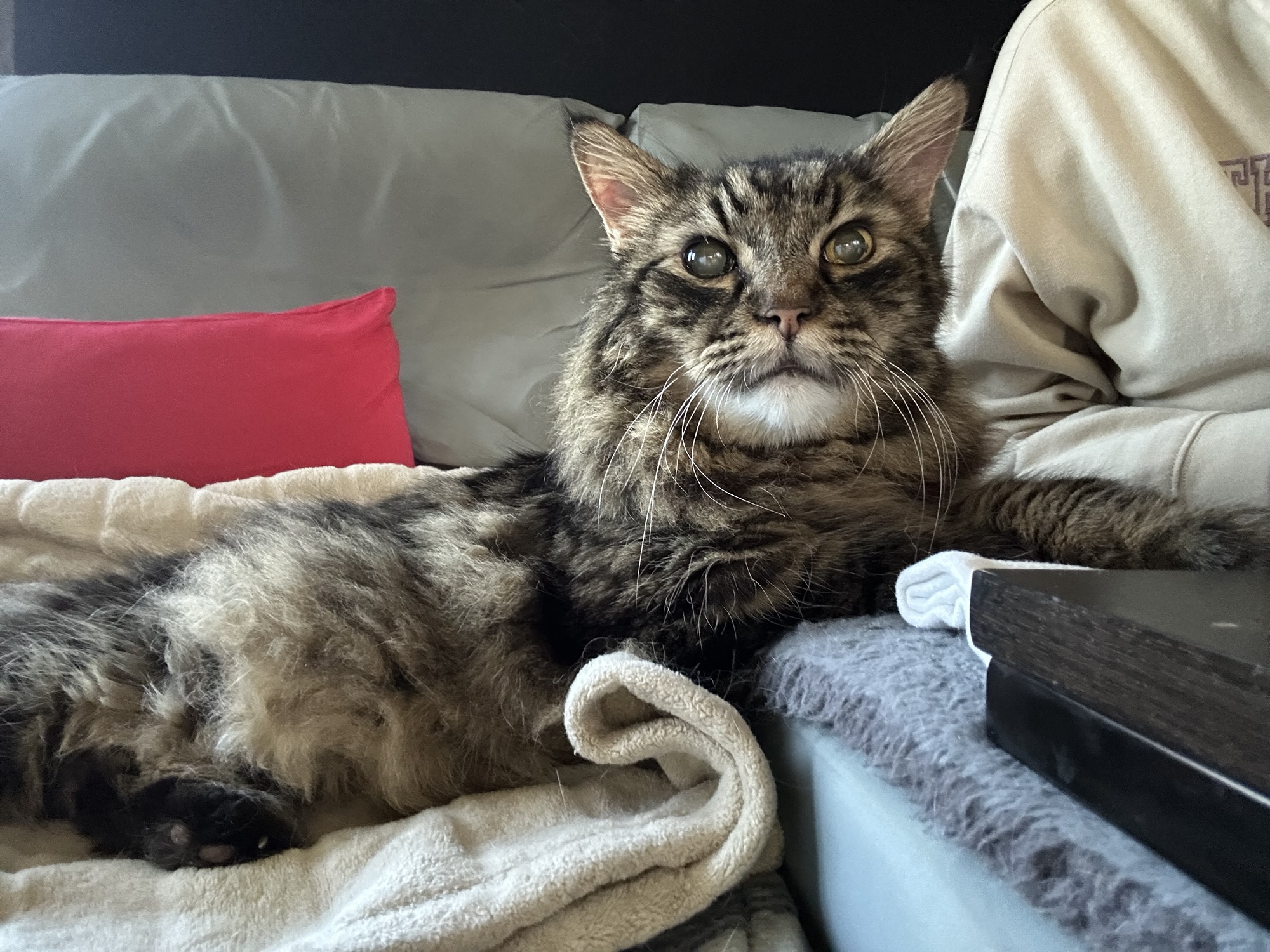 Baby Jerry – Rest in Peace 😢😭 – ENLIGHTENMENT ANGELS